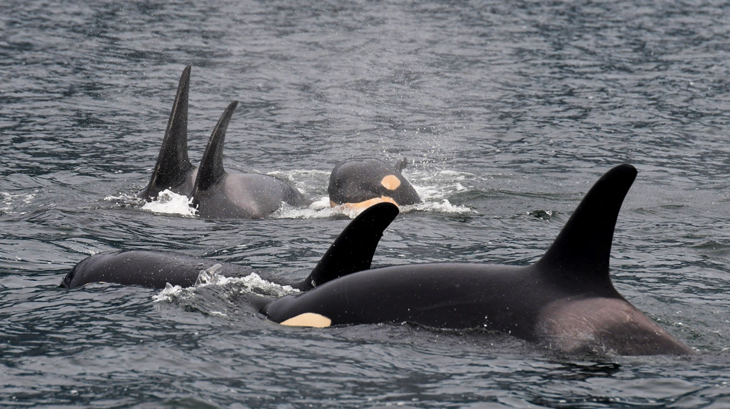 Whale Report Alert System - Ocean Wise