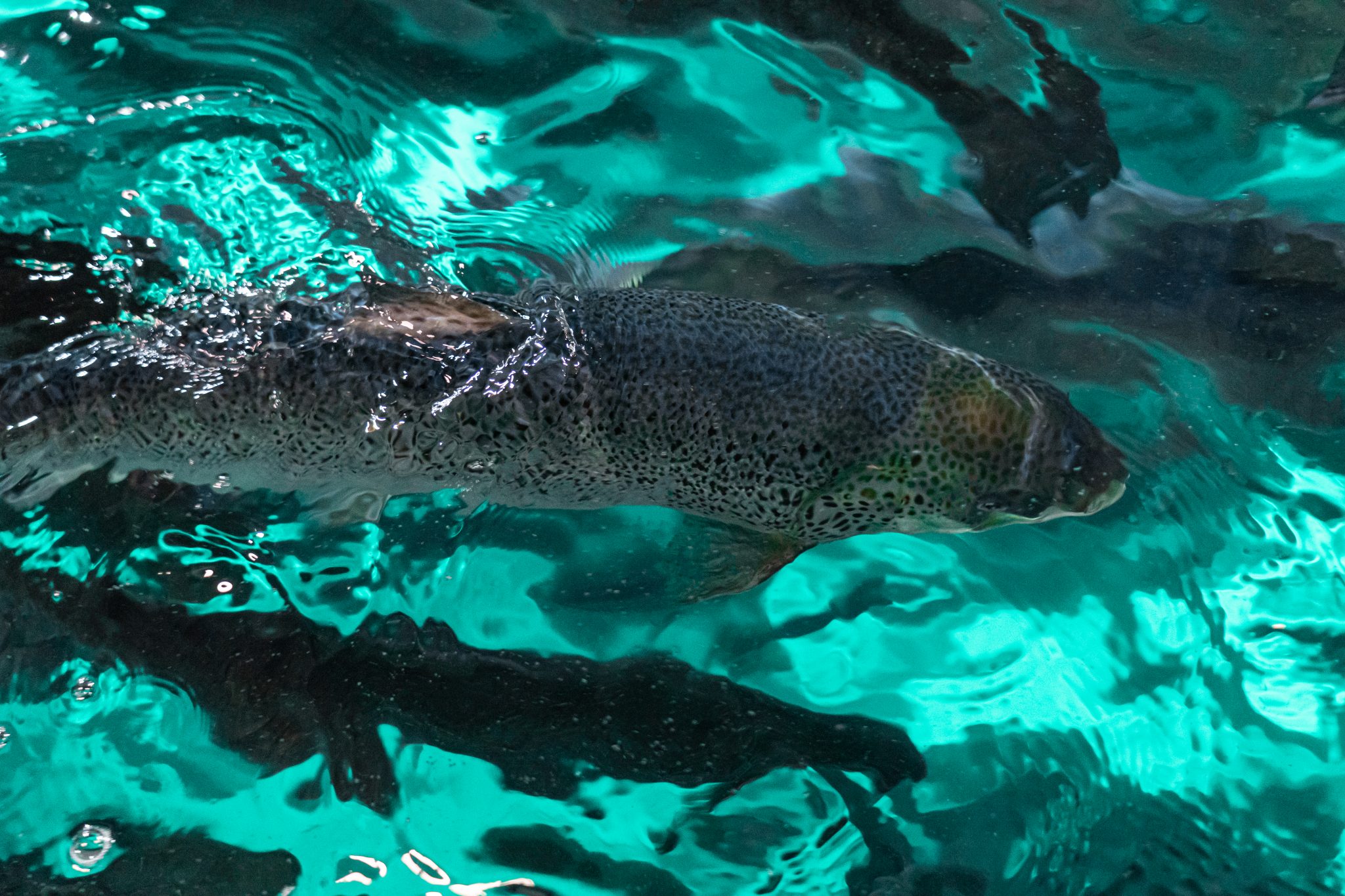 Inside the Bluehouse: The Sustainable Secrets of Atlantic Sapphire