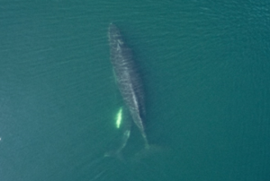 Notes From the Field: Humpback Whales Struck by Vessels in Northern BC ...