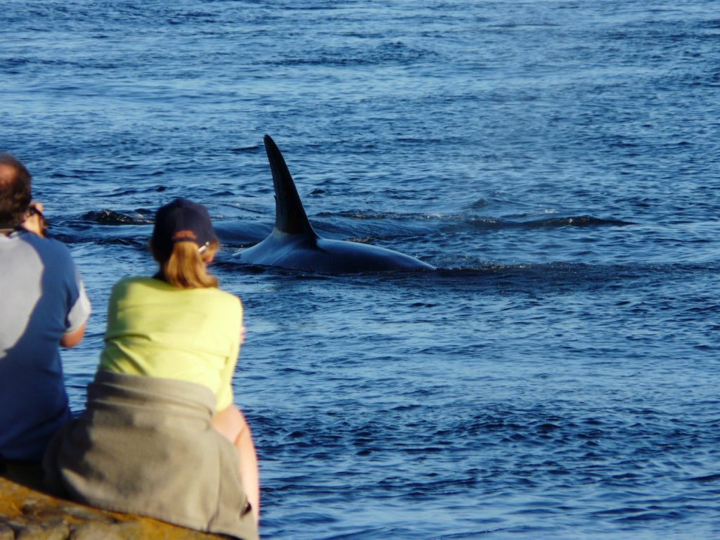 Ocean Wise Honours Top 2022 Whale Spotters - Ocean Wise