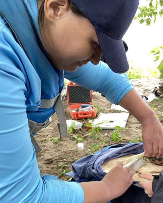 A Day in the Life of an Ocean Pathways Ambassador: Spiny Softshell Turtle Nesting Season - Ocean ...