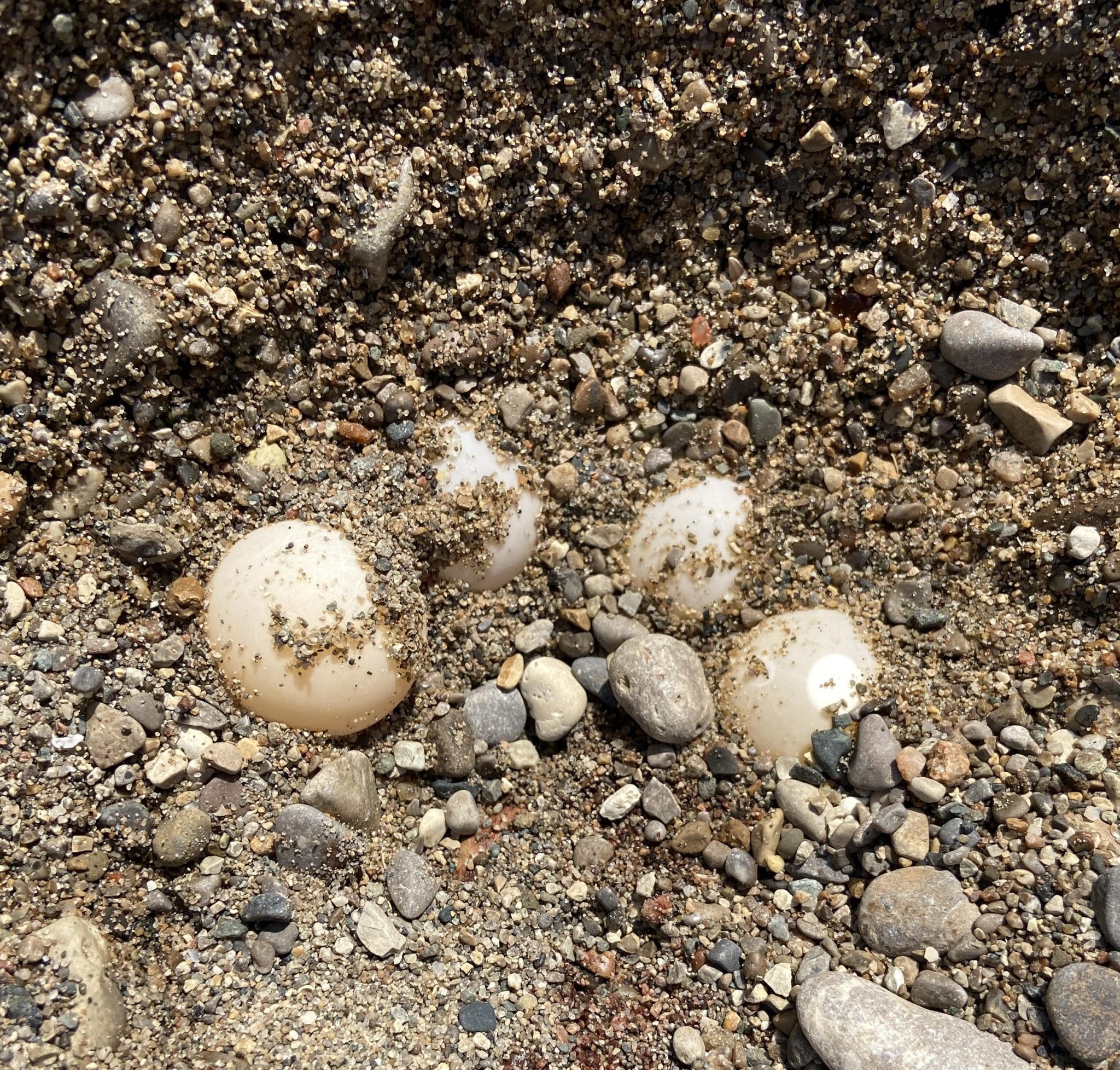 A Day in the Life of an Ocean Pathways Ambassador: Spiny Softshell ...