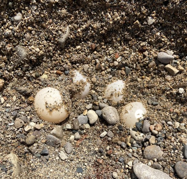 A Day in the Life of an Ocean Pathways Ambassador: Spiny Softshell Turtle Nesting Season - Ocean ...
