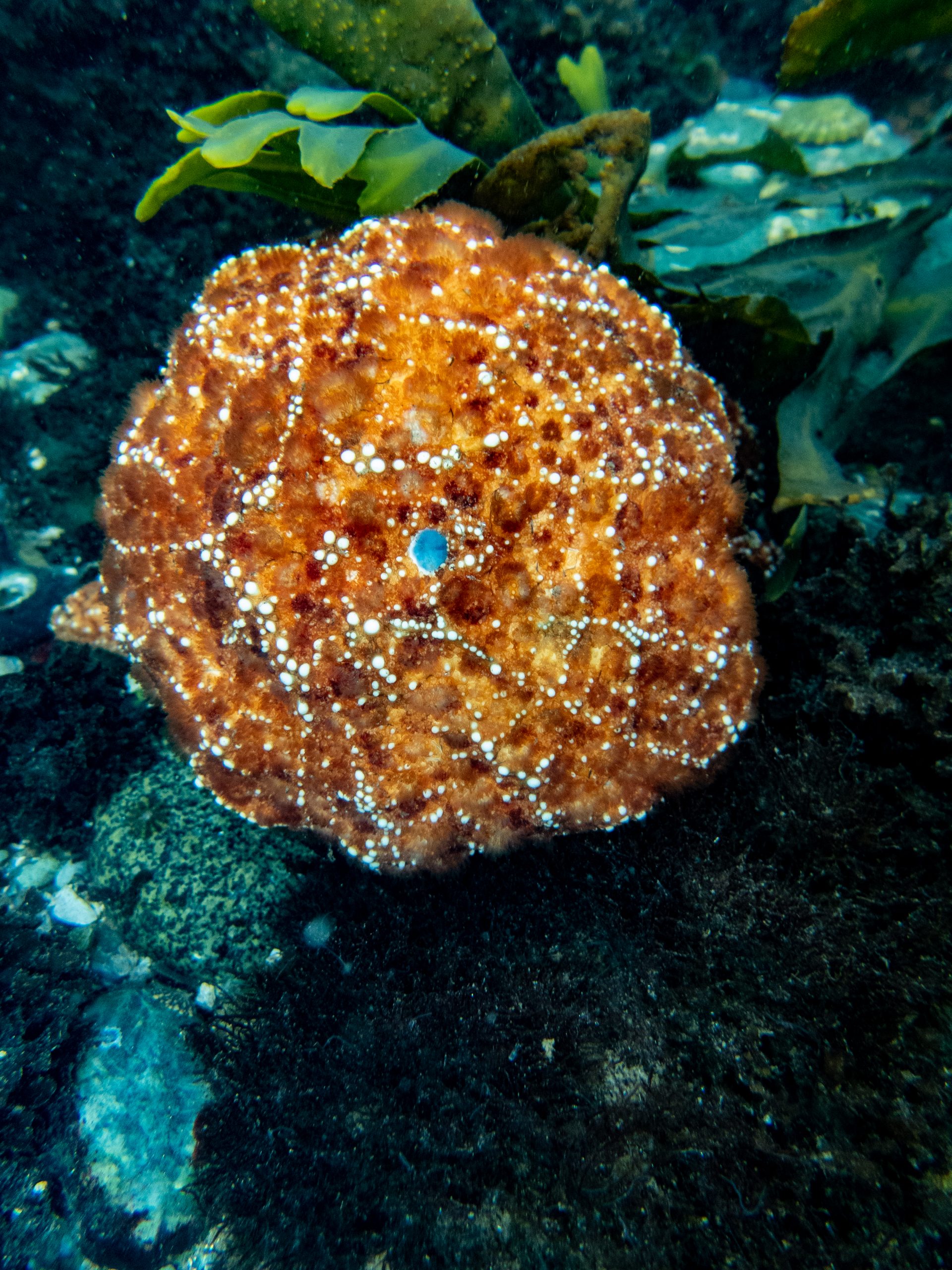 Ocean Pathways Ambassador Sheds Light on the Mysterious Sea Star ...