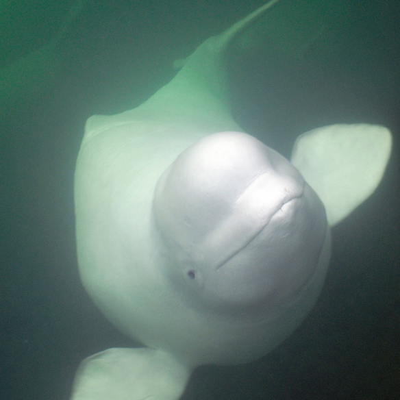 Arctic Adaptations: Survival in Extreme Temperatures - Ocean Wise