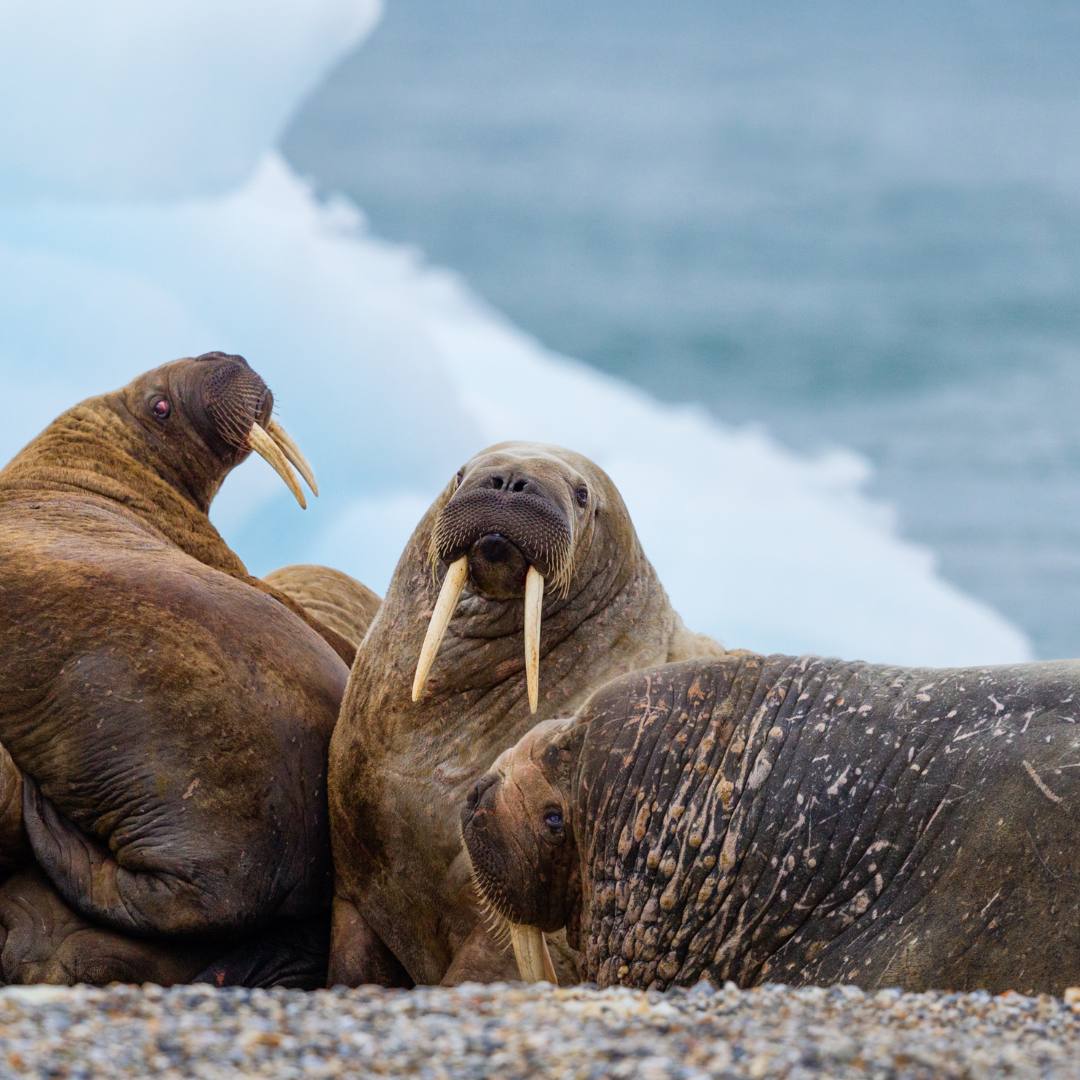 Arctic Adaptations: Survival in Extreme Temperatures - Ocean Wise