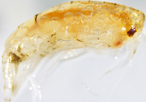 Microfibers in the Ocean: Impacts on Zooplankton and the Food Web ...