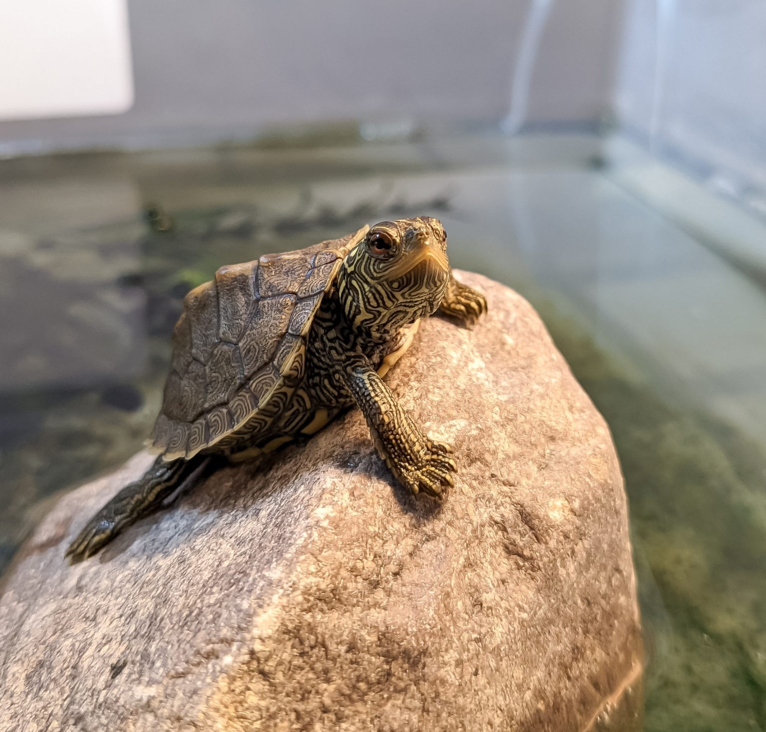 Ontario Turtle Conservation Center - Ocean Wise