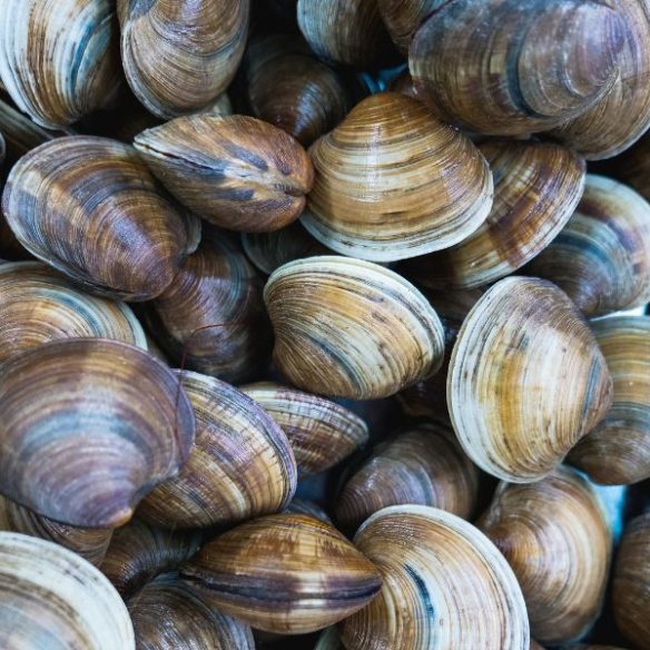 Eco-Labels and Sustainable Seafood: The Power of RAPSTA