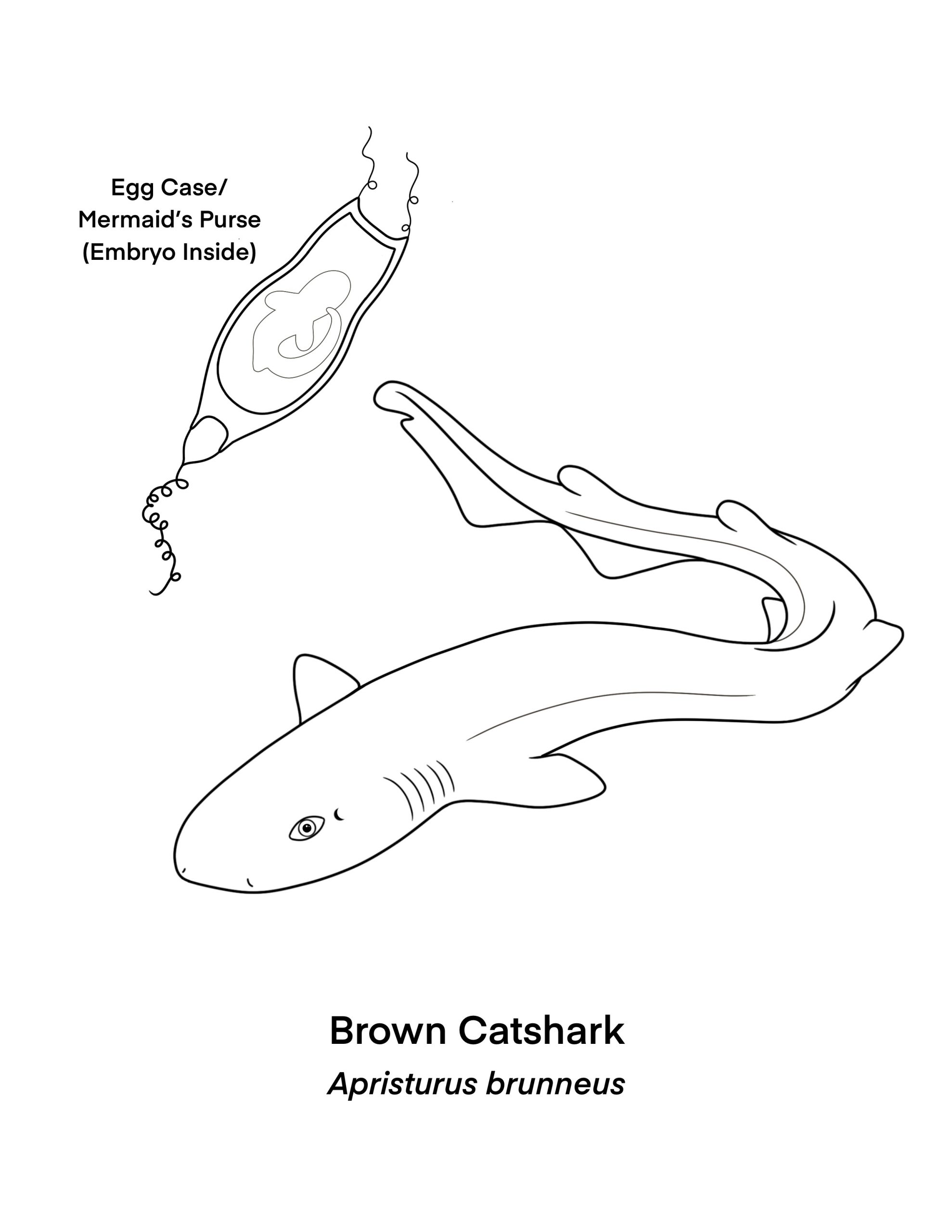 Sharks of BC - Ocean Wise