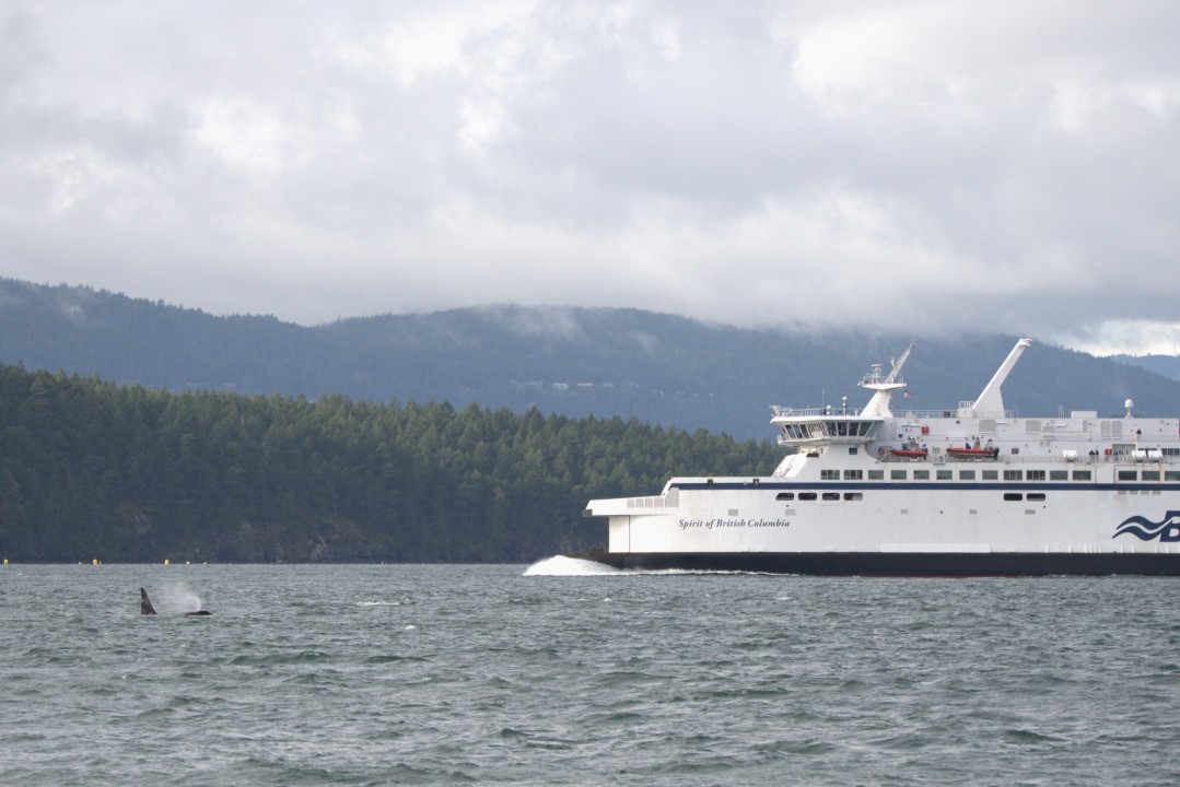 Whale Report Alert System celebrates a milestone - Ocean Wise