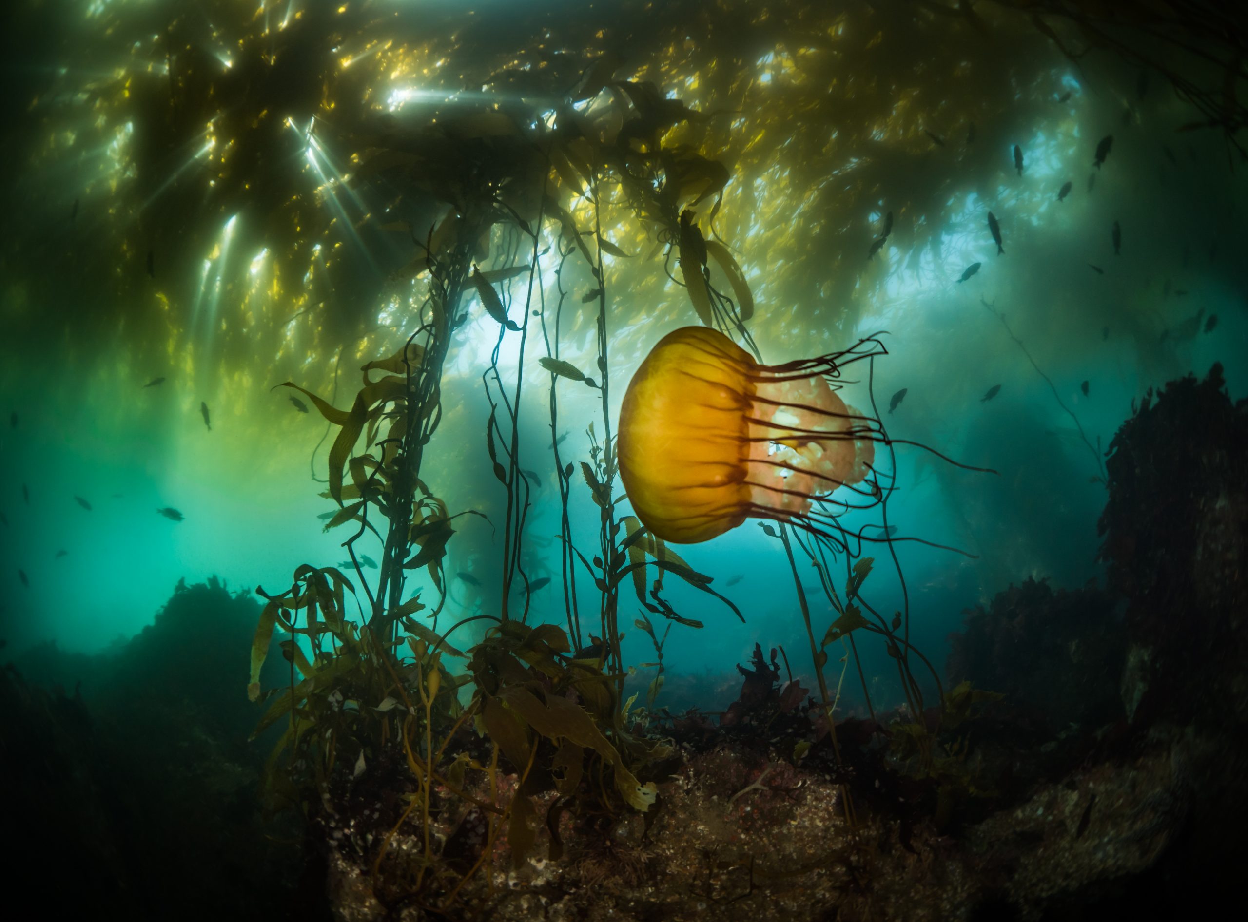 World Ocean Month Virtual Series: The Emerald Sea and its Tasty ...