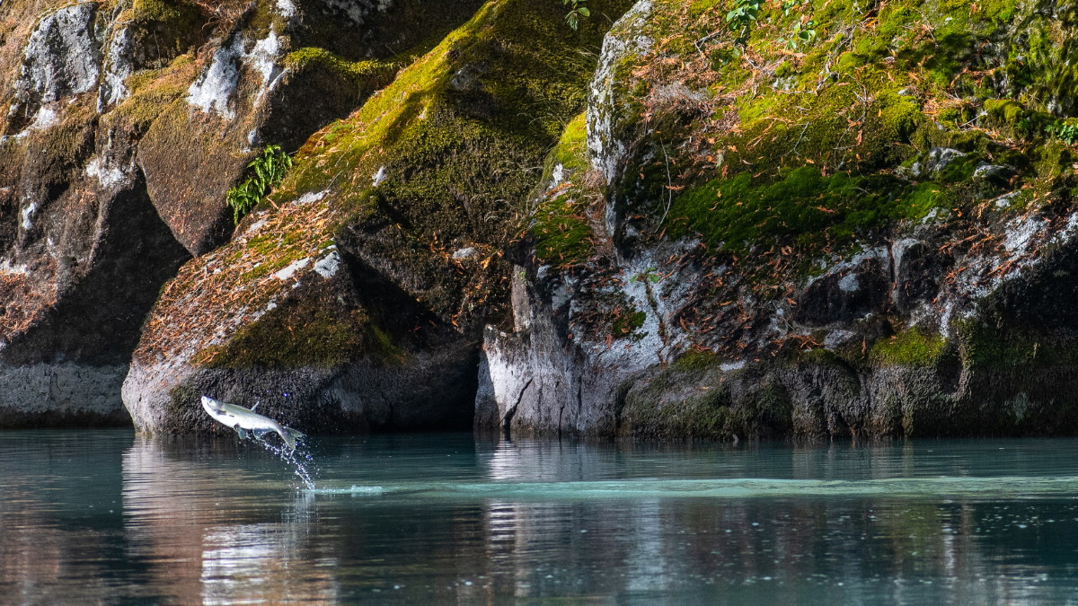 Ocean Wise Sets New Standard with B.C. Salmon Assessment Methodology