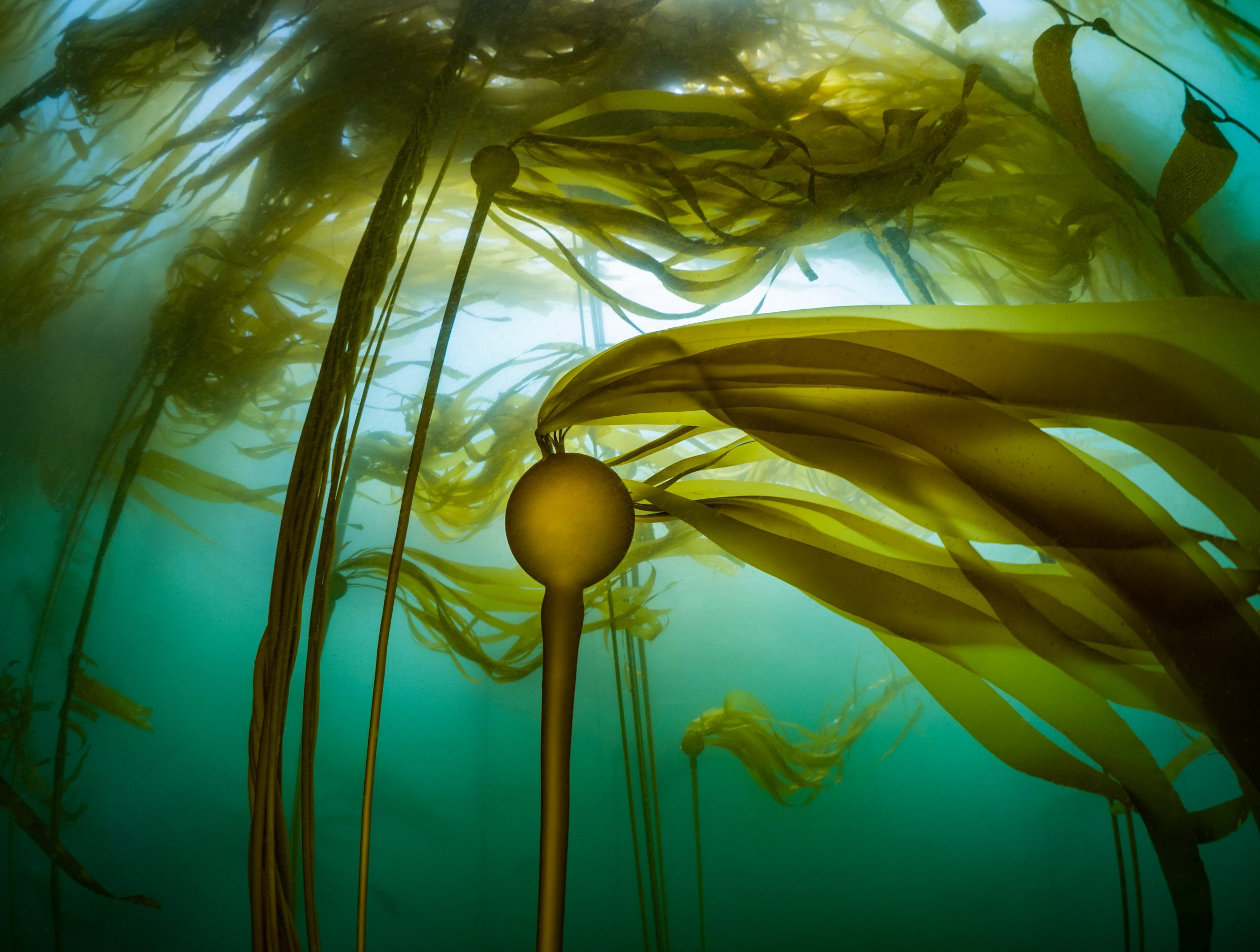 Sea Savvy Session: Exploring the Emerald Sea - Ocean Wise