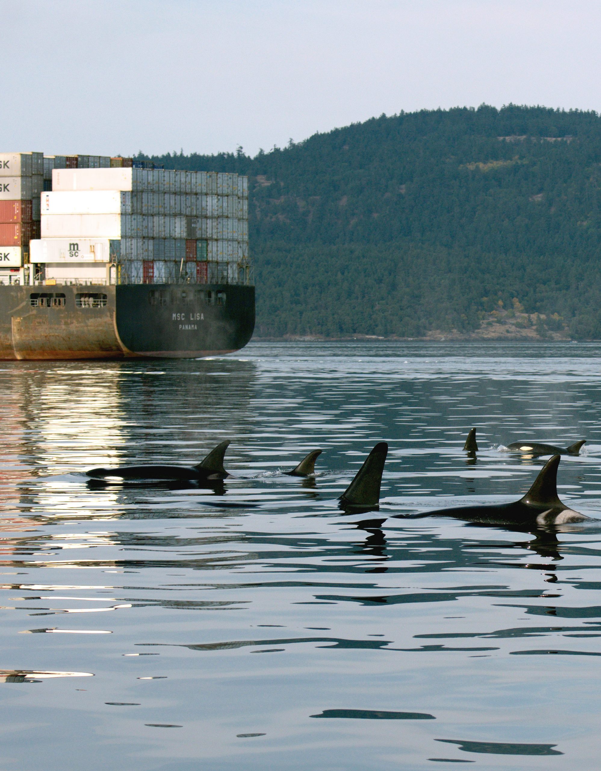 Ocean Wise Expands Underwater Microphone Whale Detection