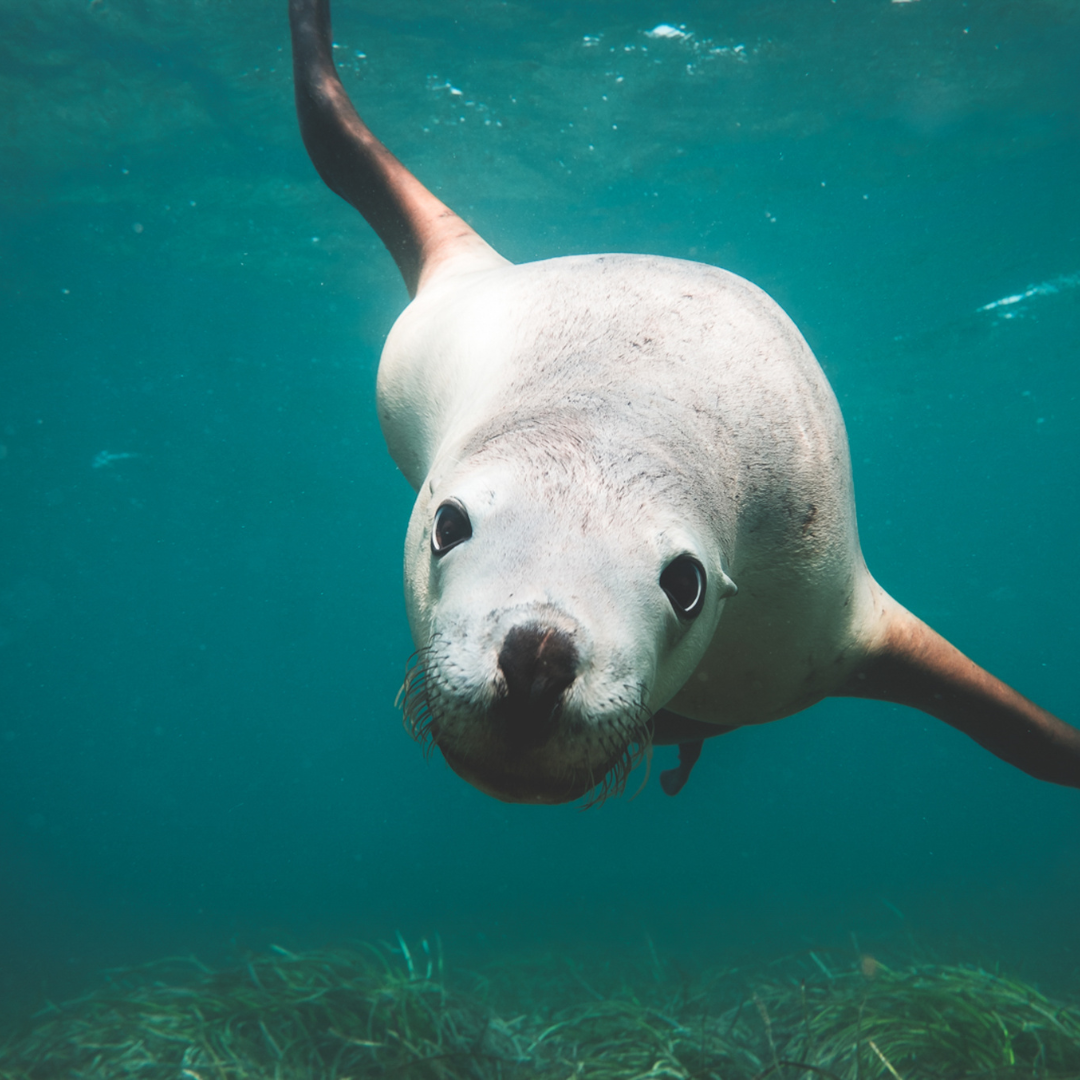 Exploring our Ocean virtual series - Ocean Wise