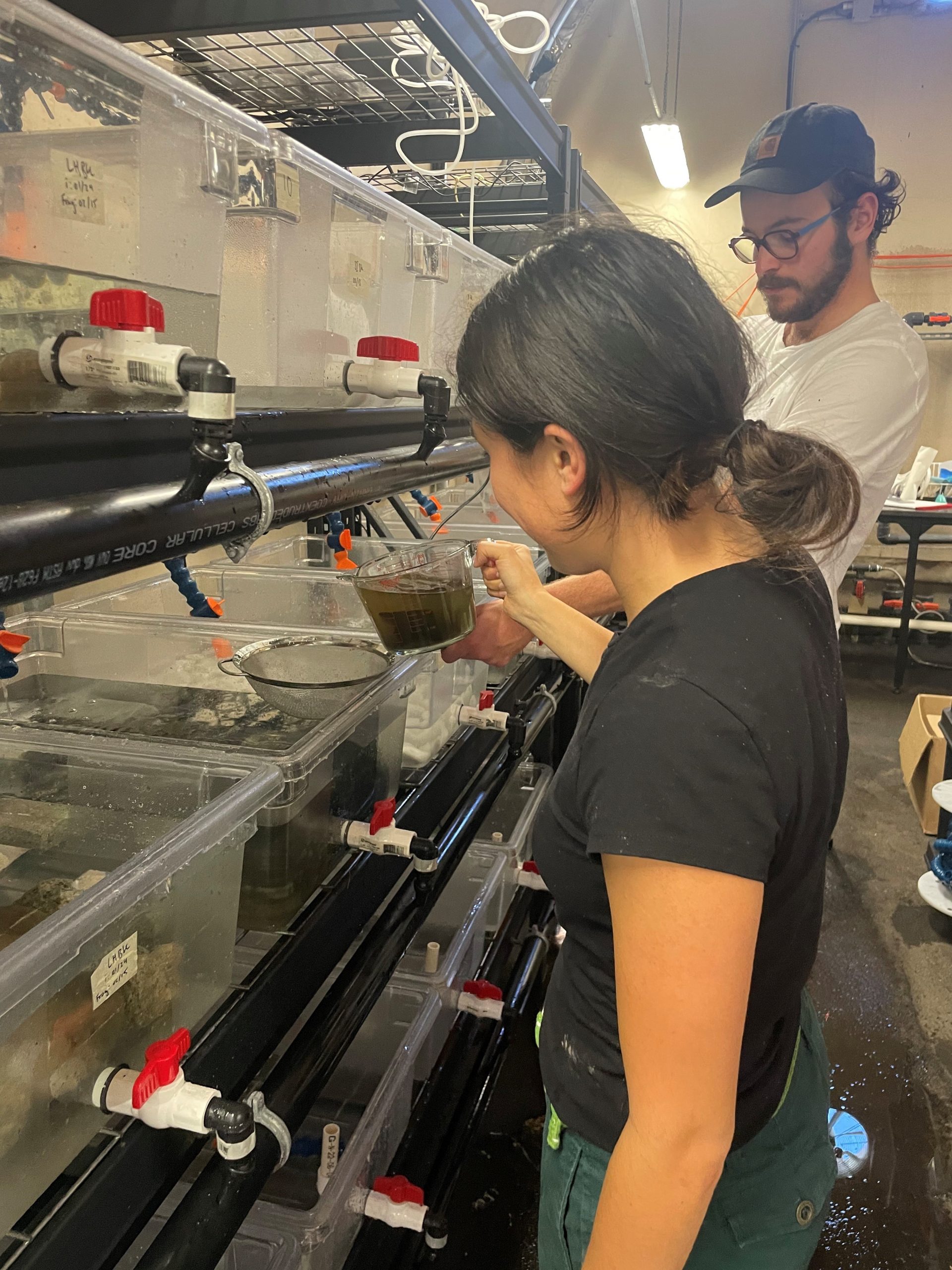 Seaforestation and kelp restoration: Four fascinating facts