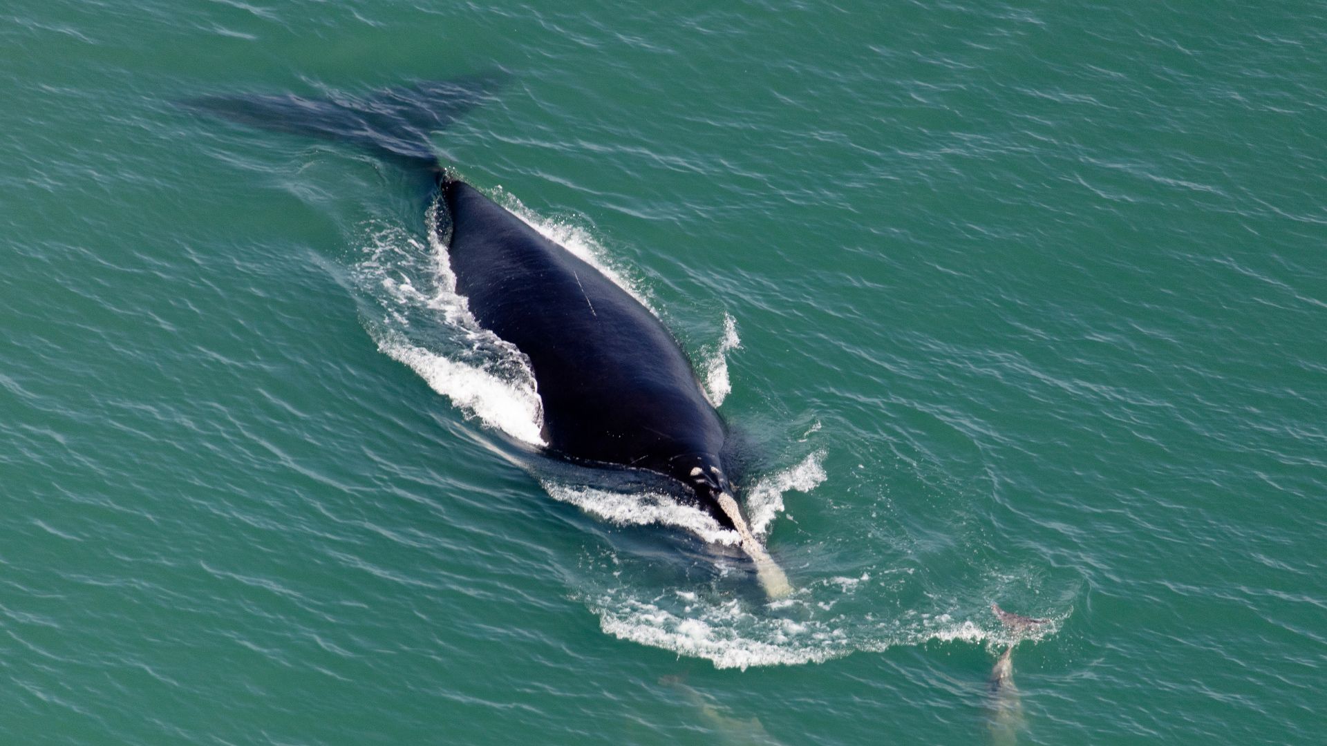 Whales of the West Coast Virtual Session - Ocean Wise