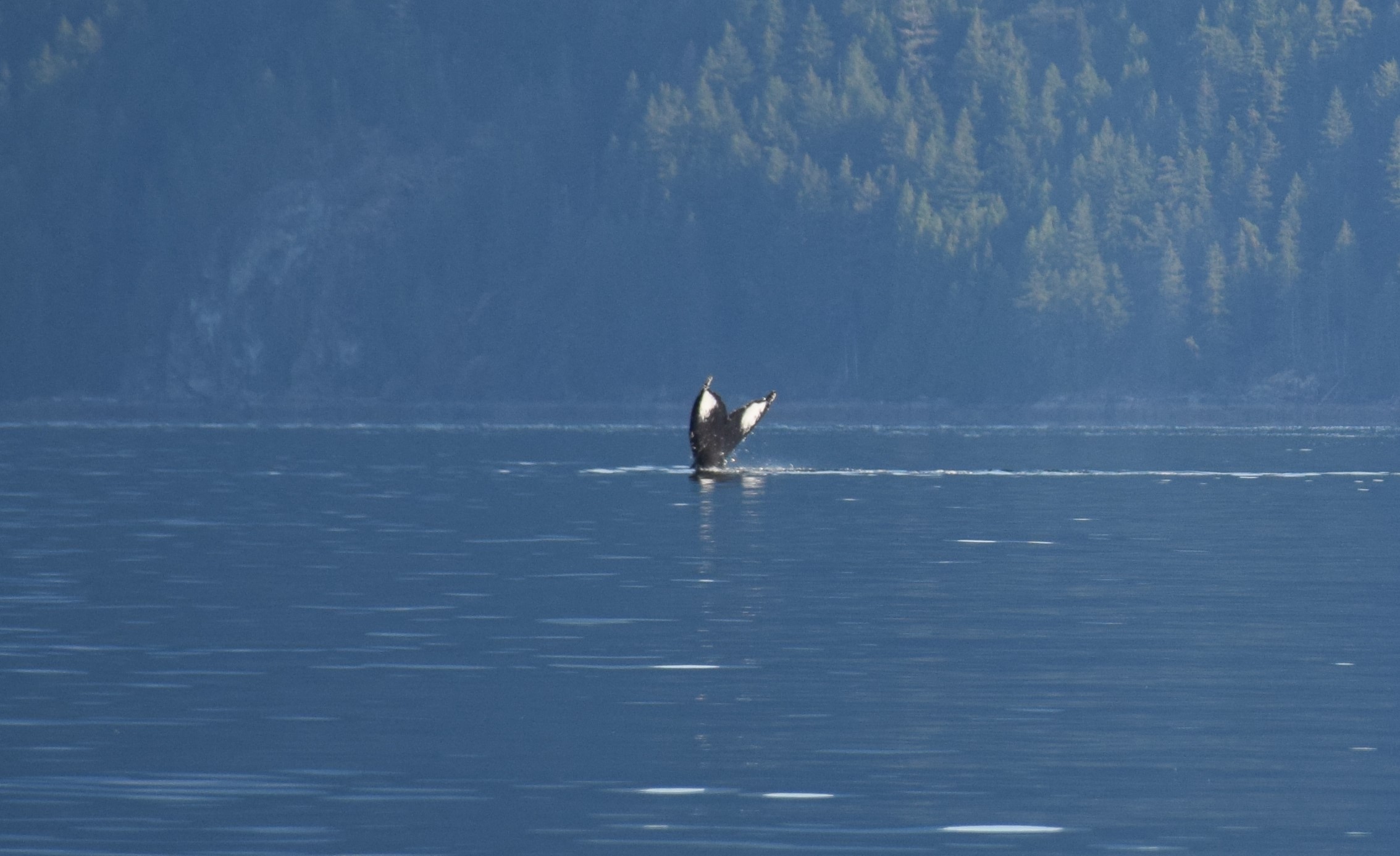 Ocean Wise Sightings July August 2024