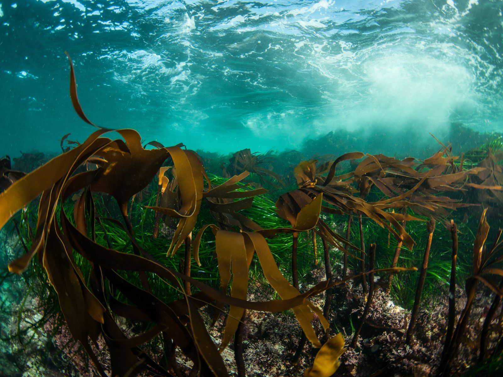 New Kelp Monitoring Guide from Ocean Wise and the KFA