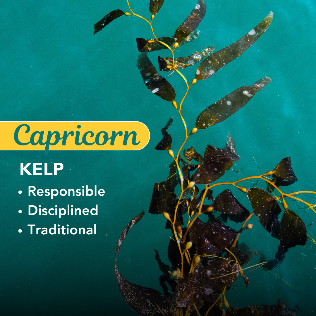 What Ocean Being Aligns With Your Star Sign? - Ocean Wise