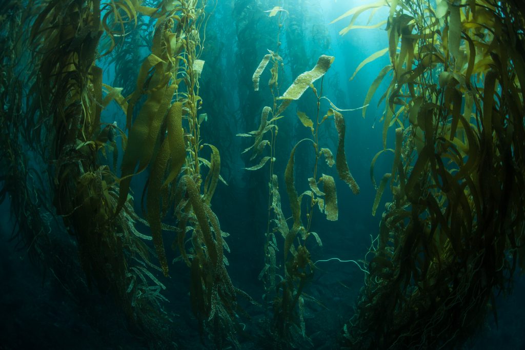 Kelp Forest Monitoring - Ocean Wise