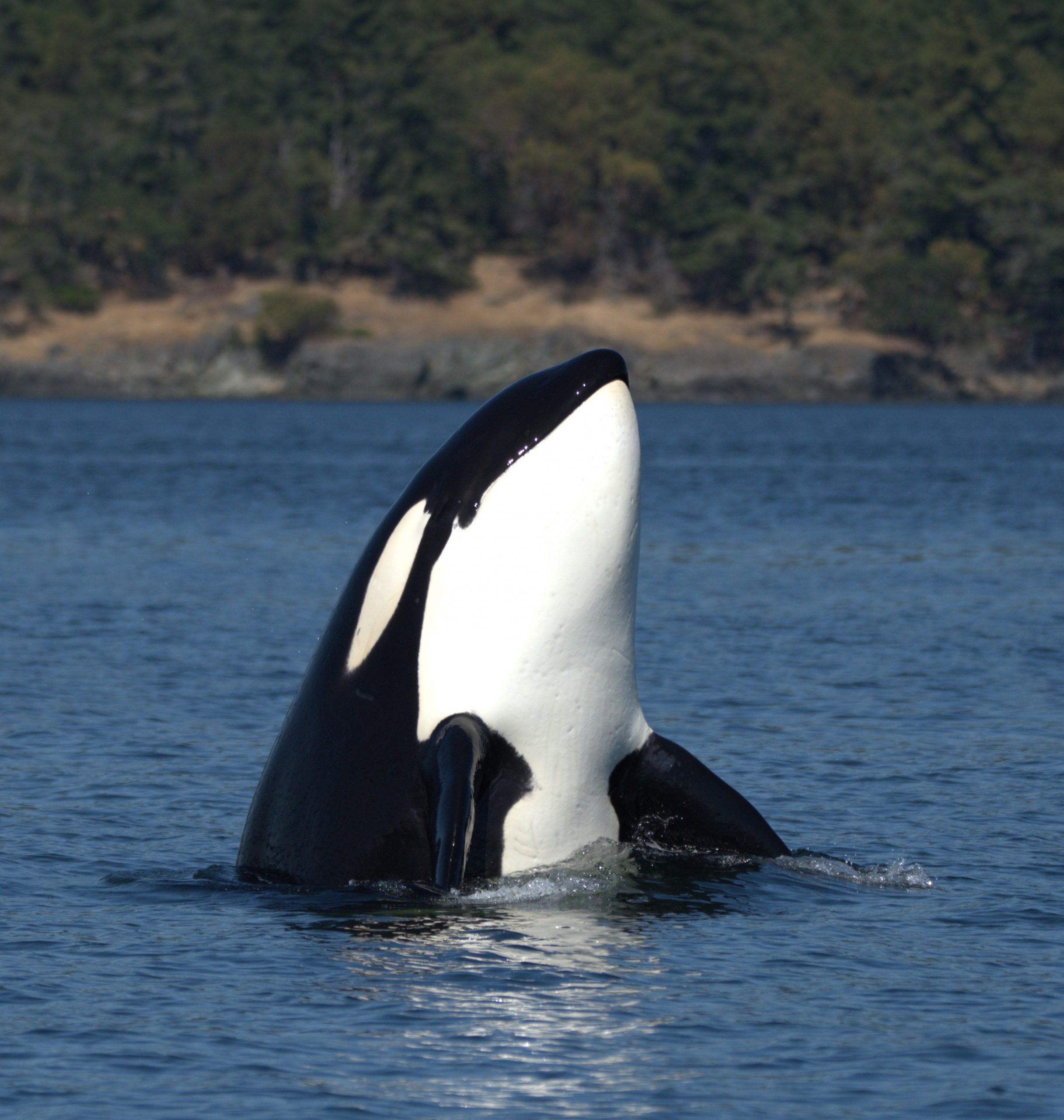 Looking back at the 2024 Whale Blitz - Ocean Wise