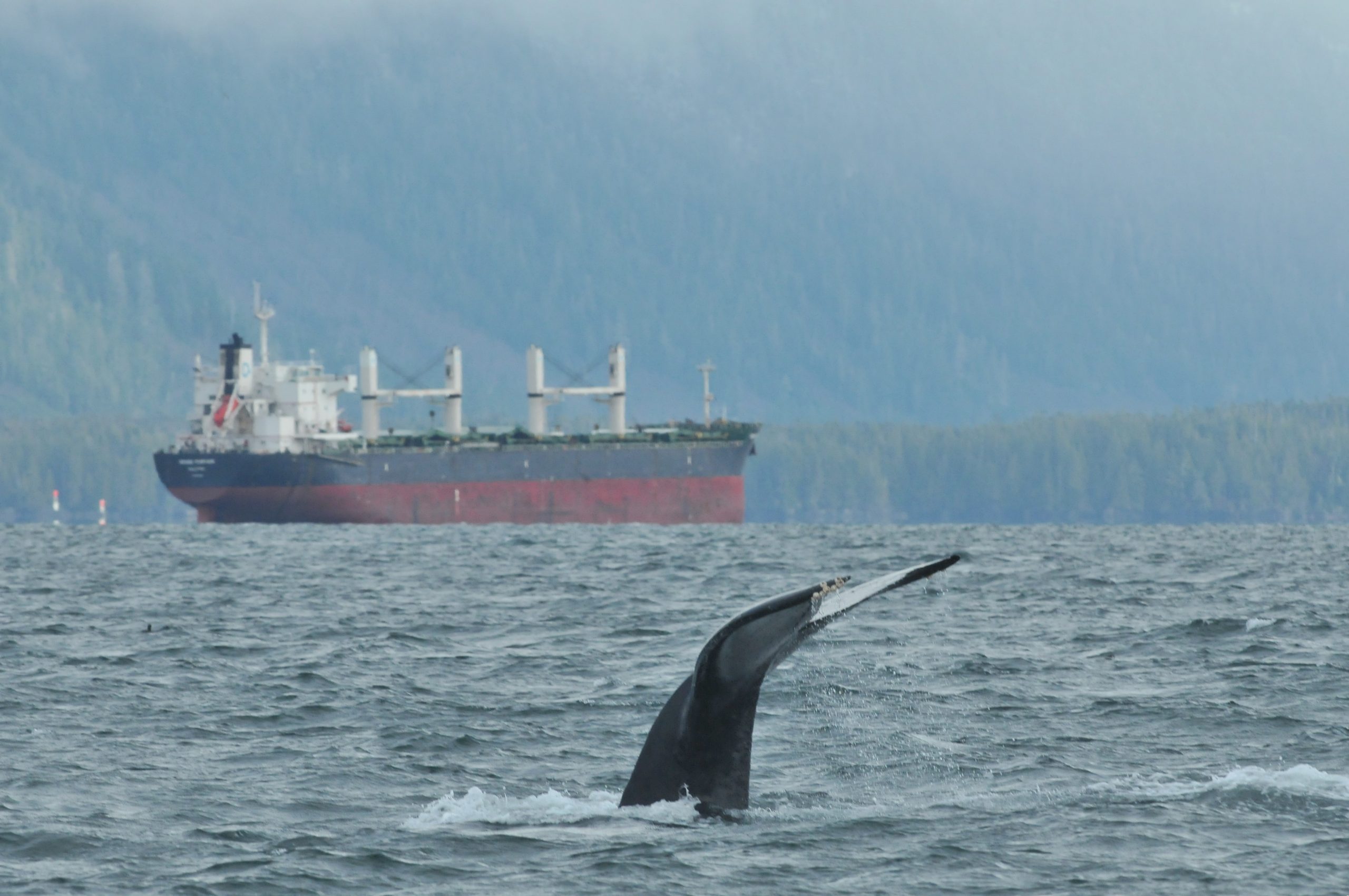 Global Study on Ship Strikes on Whales