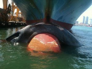 Global Study on Ship Strikes on Whales