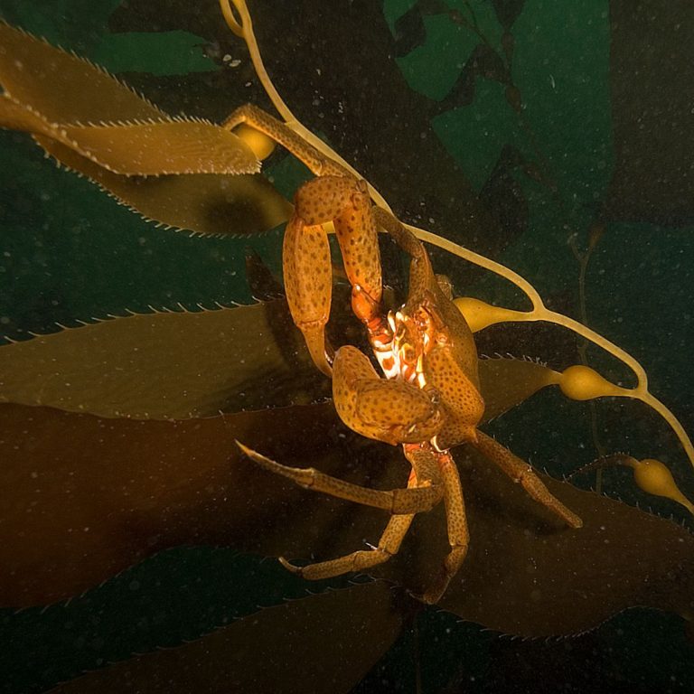 Six Ocean Animals That Rely on Kelp for Survival