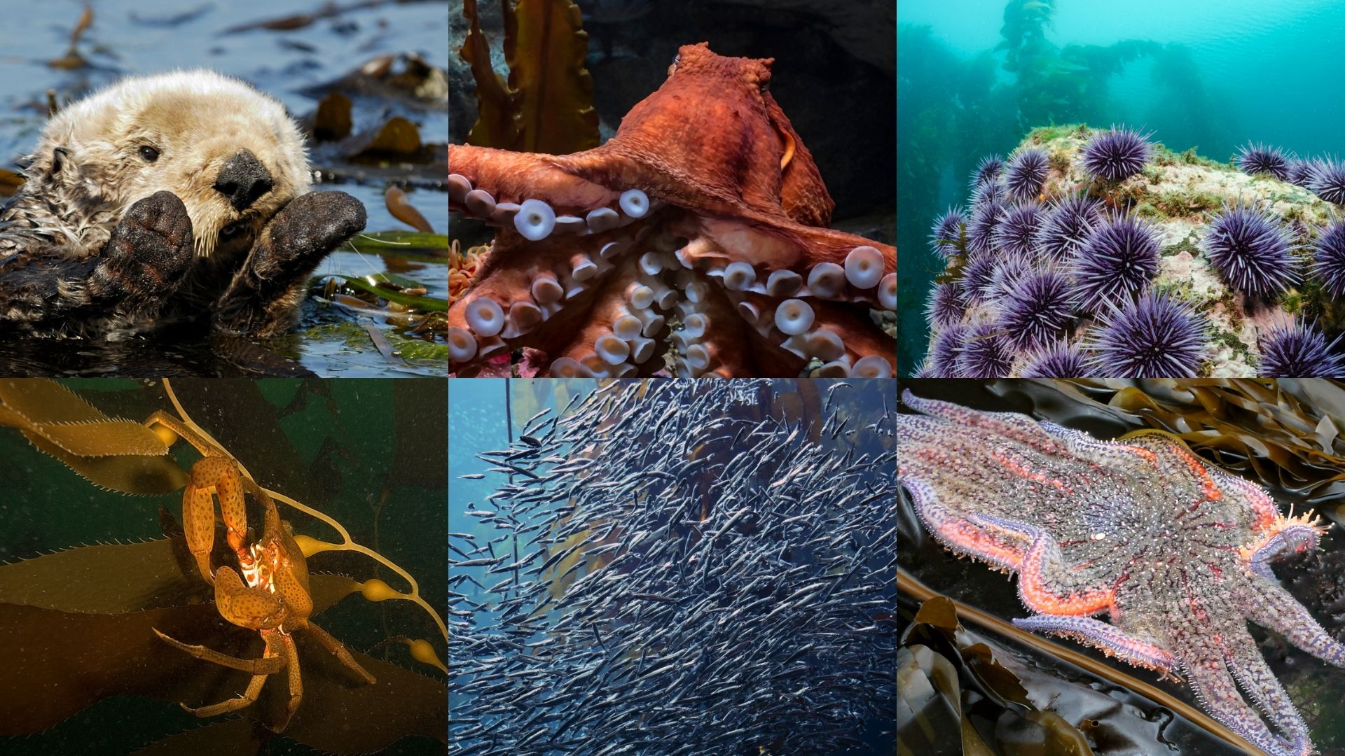 Seaforestation - Ocean Wise