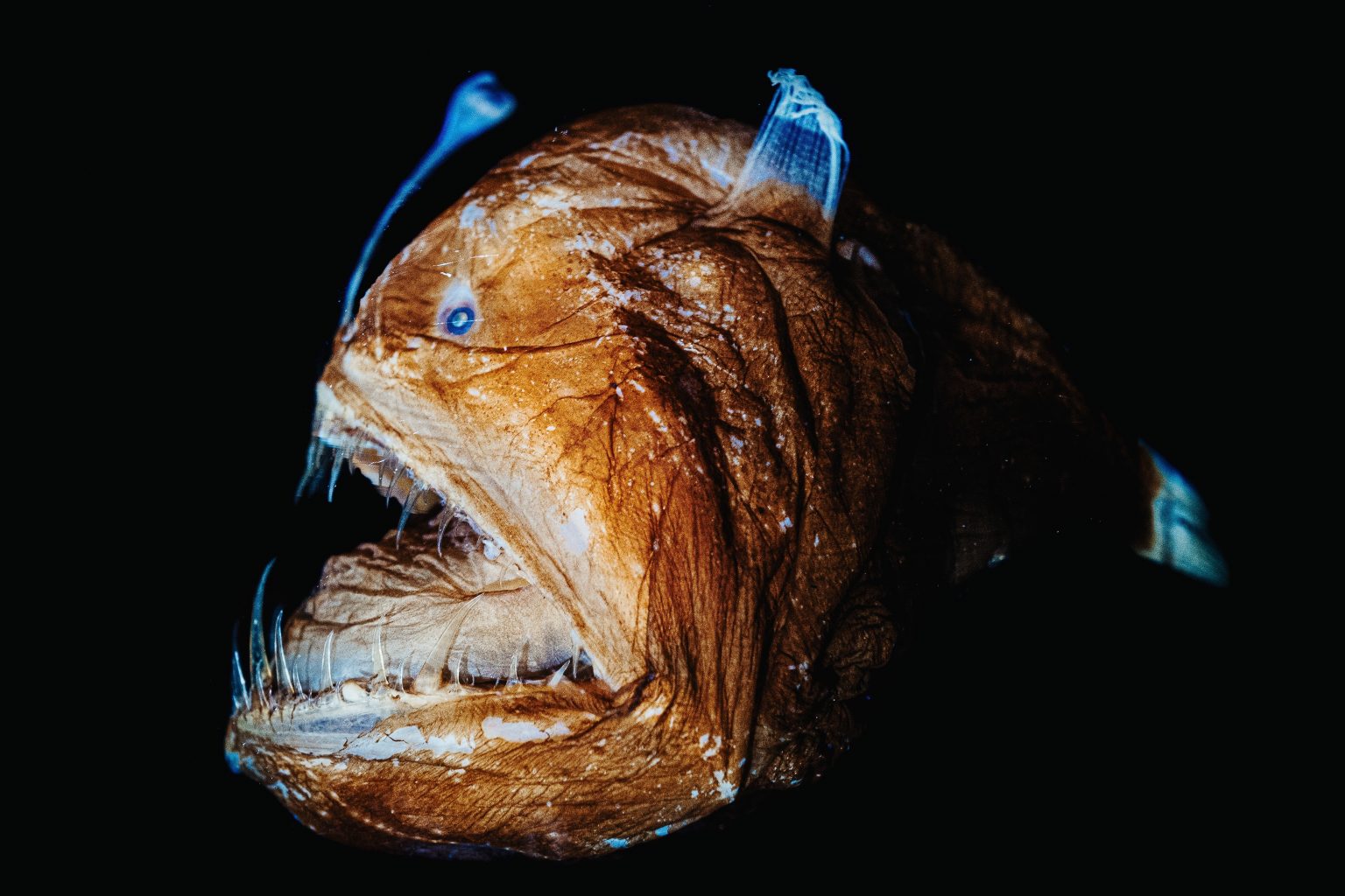 The Anglerfish - Protect the Peculiar