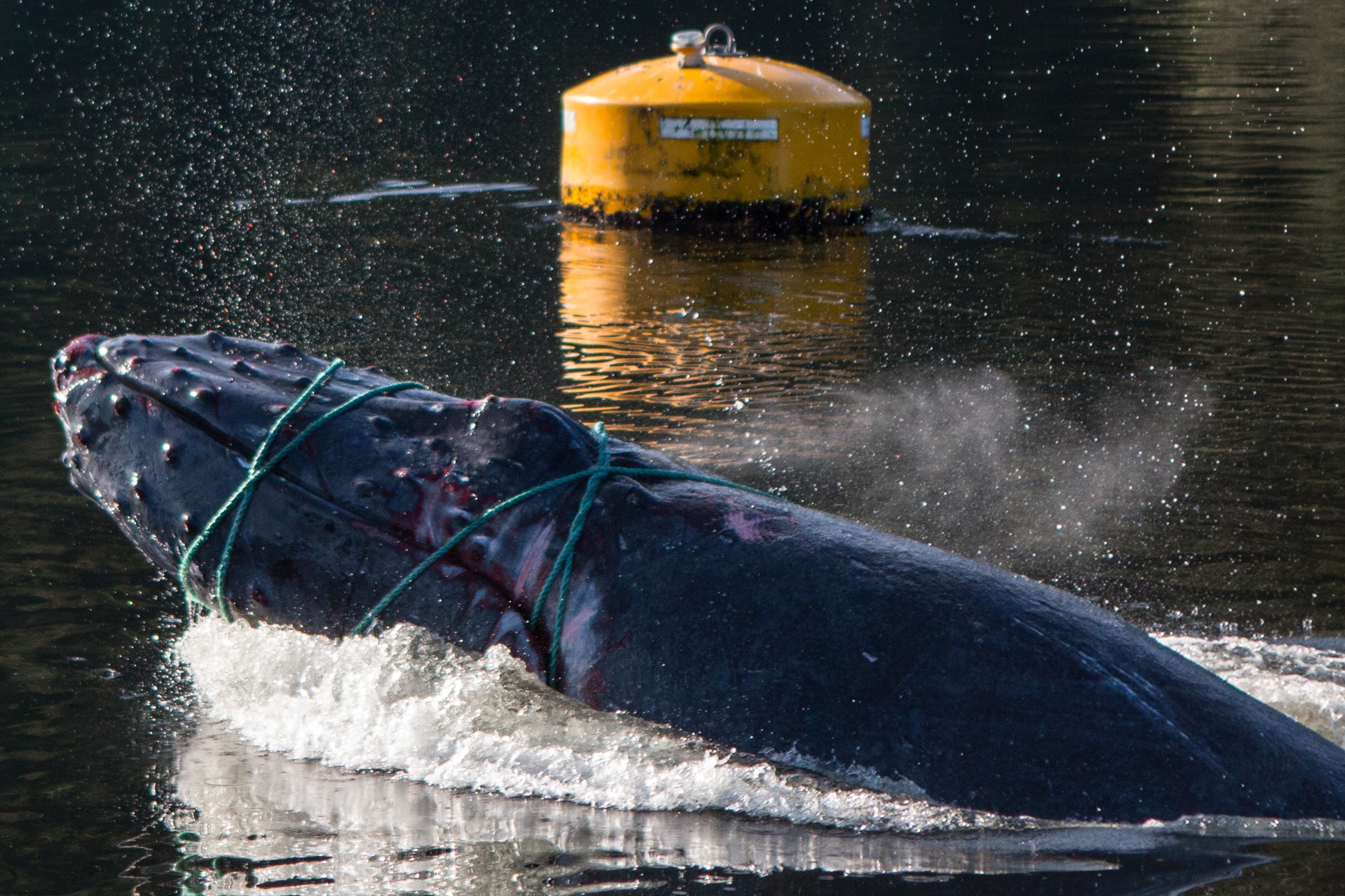 Report Dead or Distressed Marine Animals - Ocean Wise