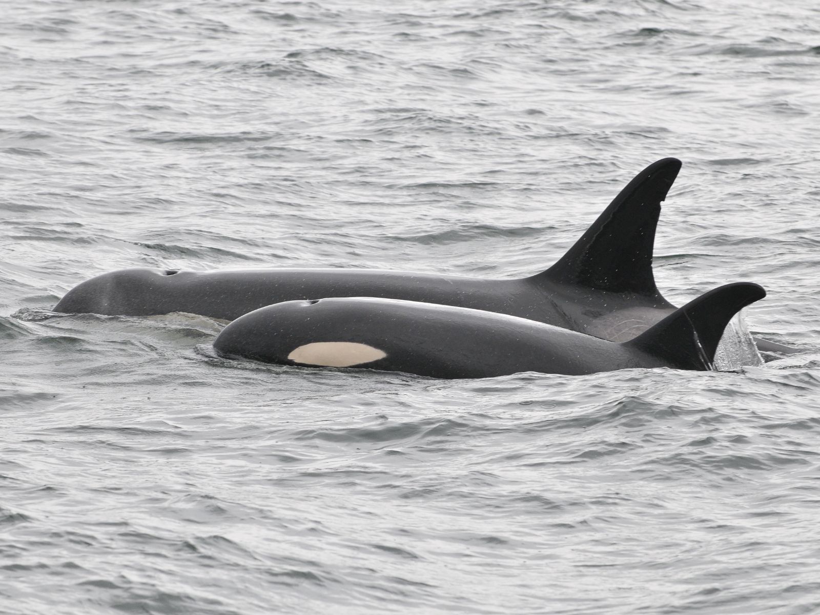 Wild Whales: Stories, Science and Conservation - Ocean Wise