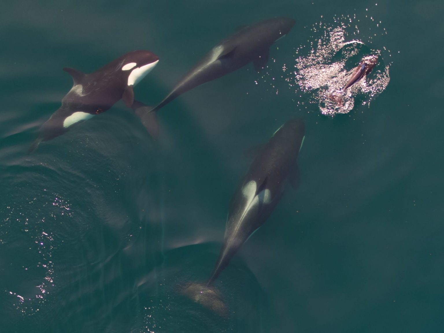 Why the Future of Killer Whales Needs You