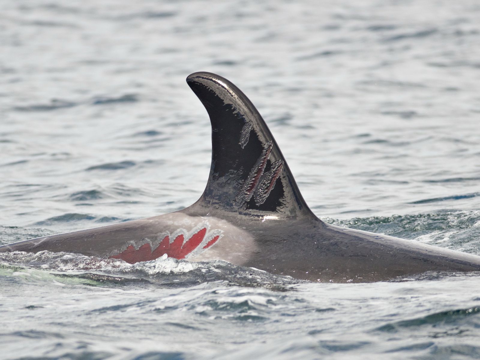 Why the Future of Killer Whales Needs You