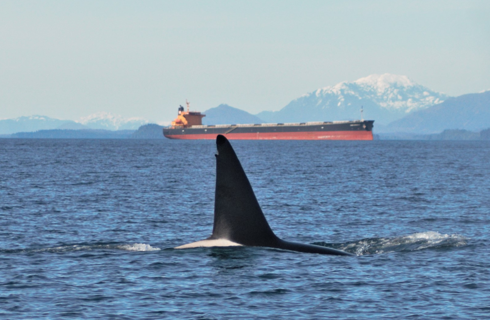 Protecting Whales Gets Smarter: Ocean Wise Unveils Upgraded Whale ...