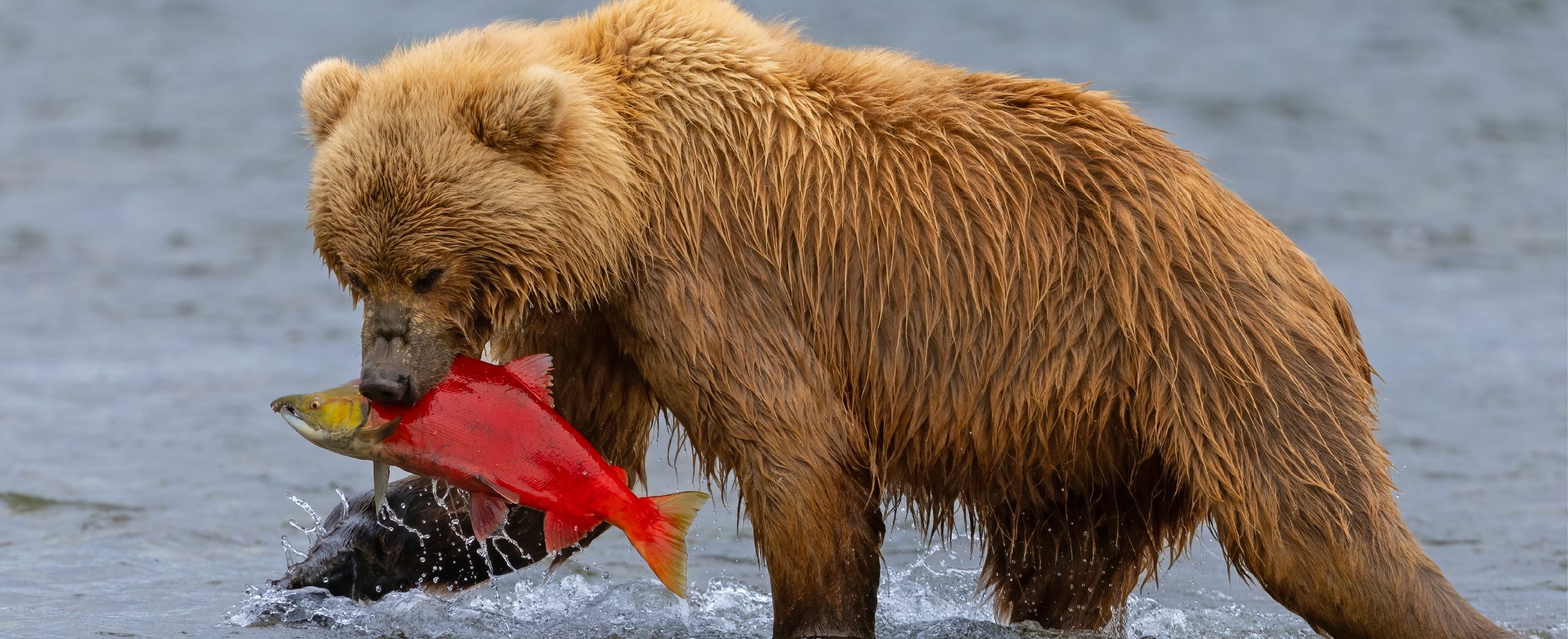 Sustainable Seafood - Ocean Wise