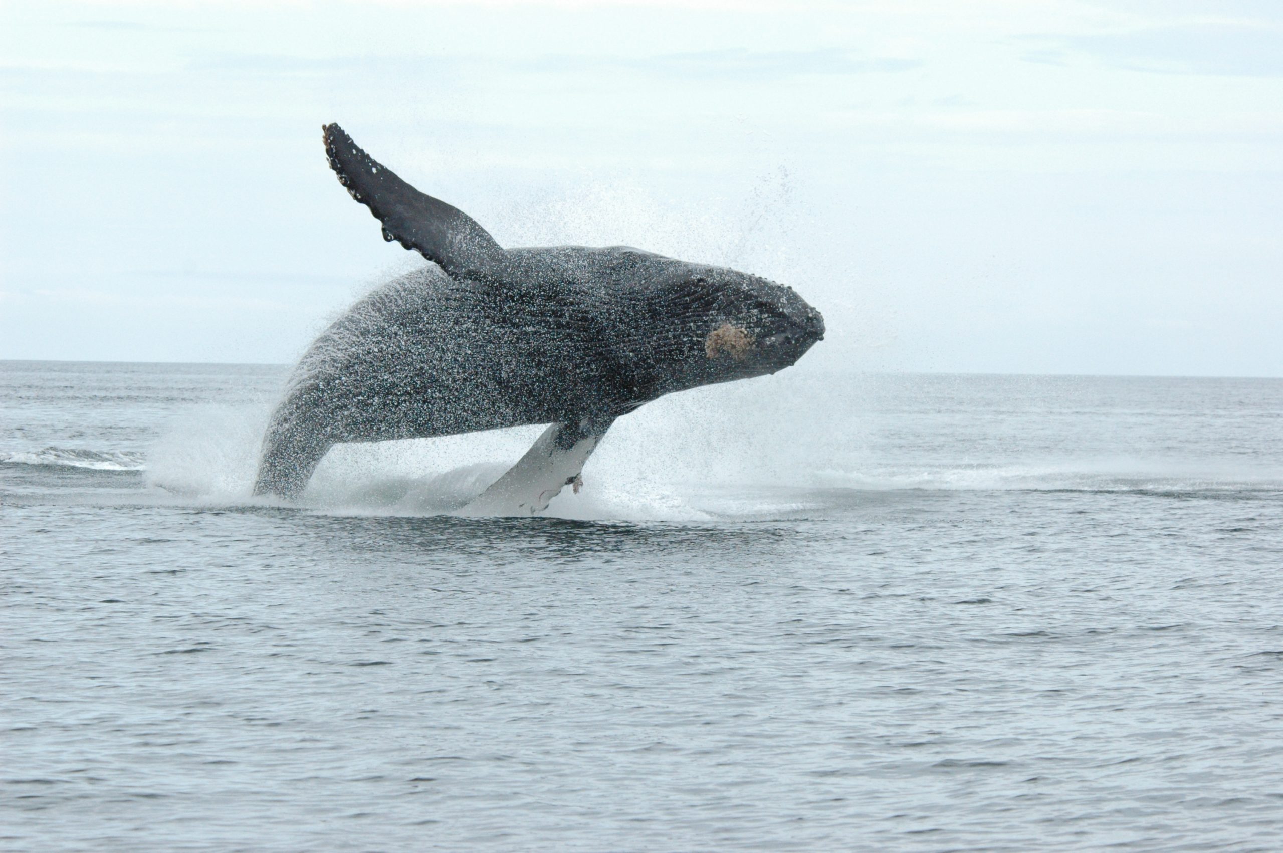 The Migration of the North Pacific Humpback Whale - Ocean Wise